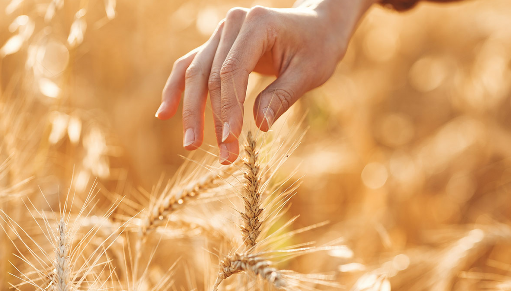 Cosecha grande, margen chico: el trigo que preocupa al productor – Agro ...